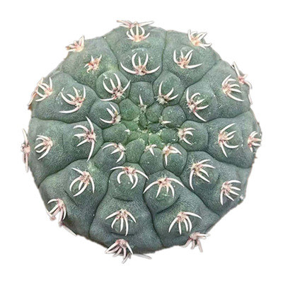 无刺仙人掌室内花星兜花卉植物