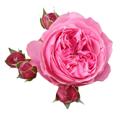 安吉拉藤本月季花大苗丰花多季开