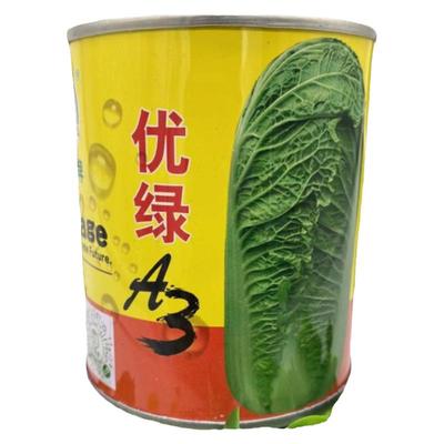 大白菜种子夏秋优速生好吃四季