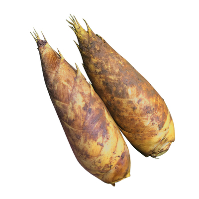 浙江新鲜冬笋2026野生正宗衢州临安黄泥竹笋腌笃鲜切老根