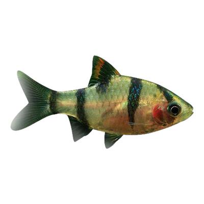 包邮活体淡水好养黄虎蓝绿热带鱼