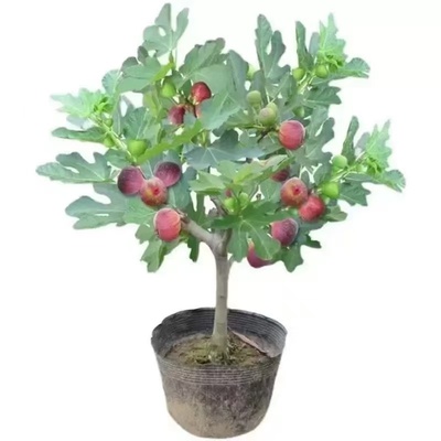 新品种特大早熟无花果树苗超甜耐
