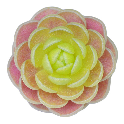 爱丝捕虫堇吃虫多肉一件包邮