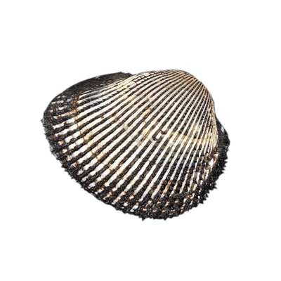 赤贝鲜活超大毛蚶新鲜肉刺身包邮