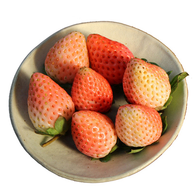 池见露天水蜜桃草莓多汁带果香