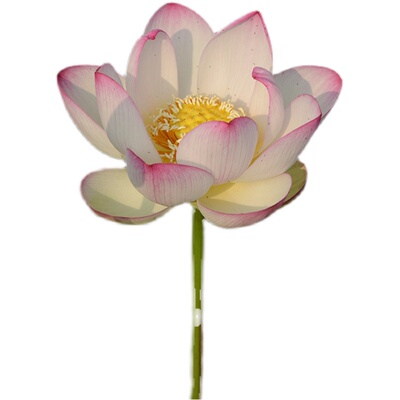 乌托邦荷花【彩云翔】经典/精品