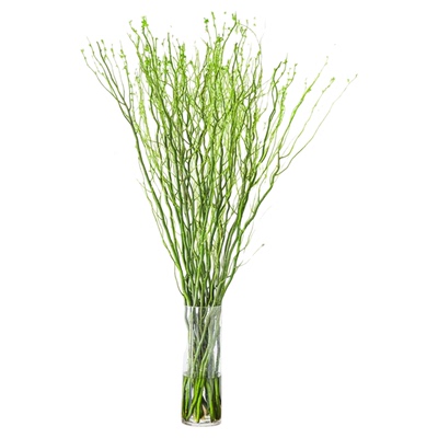 鲜切水培龙柳枝绿植遇水发芽生根