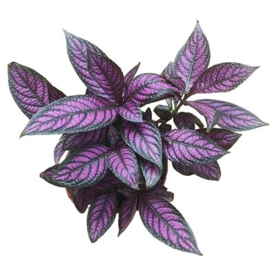 梦幻紫色波斯红草室内耐阴绿植