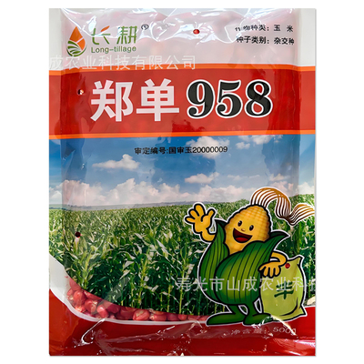 郑单958杂交大田玉米种子