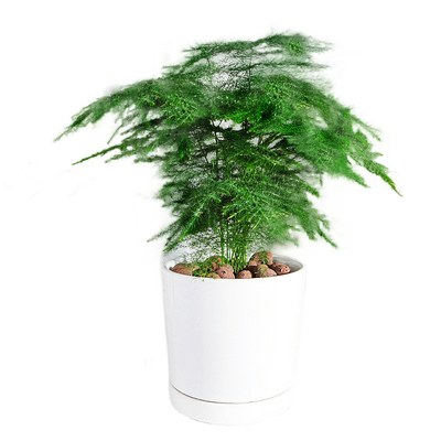 精选文竹植物大文竹室内高颜值净化空气四季常青好养易活