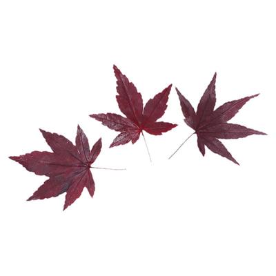 新鲜真空红枫叶新鲜装饰摆盘点缀