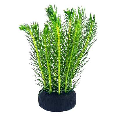 鱼缸水草植物大坨草增氧阴性增氧淡水新手懒人水榕造景水培坨草