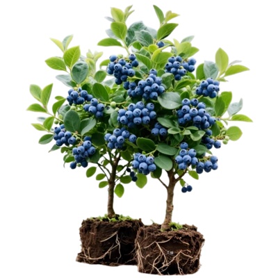 【带果发货】蓝莓树果苗盆栽