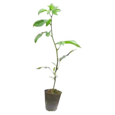 黄金百香果树果苗黄金9号嫁接苗大苗庭院果树苗纯甜爬藤四季种植