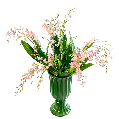 光宗粉梦香兰满花苞奶油香味好养