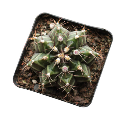 花田舍实生瑞云牡丹趣味开花勤花