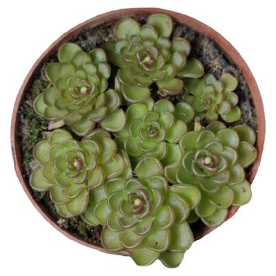 近藤捕虫堇食虫植物吃虫小黑飞蚊多肉植物盆栽食虫草食人花捕蝇草