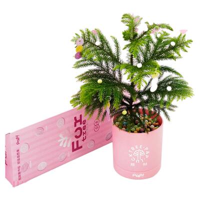 【旺财礼物】PAP招财杉南洋杉盆栽礼盒好养桌面绿植情绪创意礼物