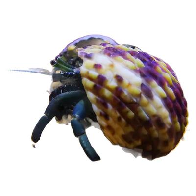 蕴海水族海缸除藻生物合集