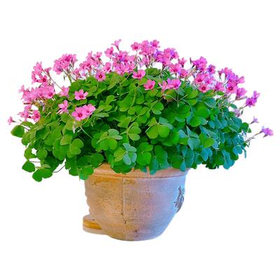 幸运三叶草紫叶酢浆草种球