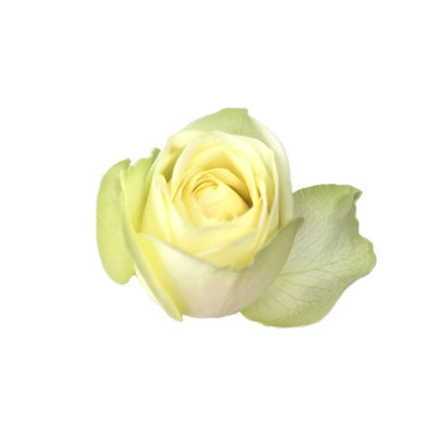 2007年法国meilland无香奶白奶油