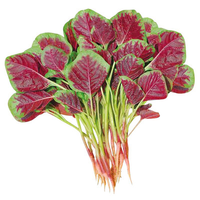 春季汉菜红圆叶苋菜种子