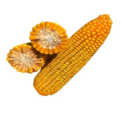 东单1331高产玉米种子抗病抗倒