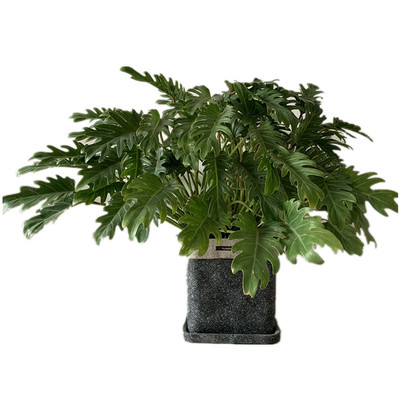 小天使仙羽蔓绿绒春羽室内观叶