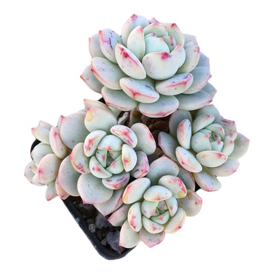 比斯进口韩式多肉庭院清棚小老桩