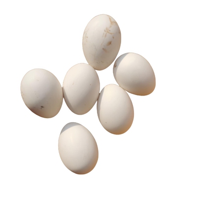 土鹅蛋新鲜四川山区正宗农家散养