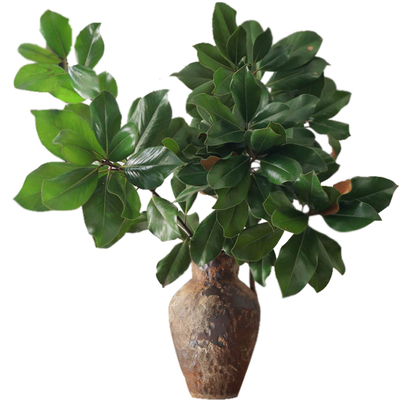 广玉兰枝鲜切枝鲜花家居瓶插花