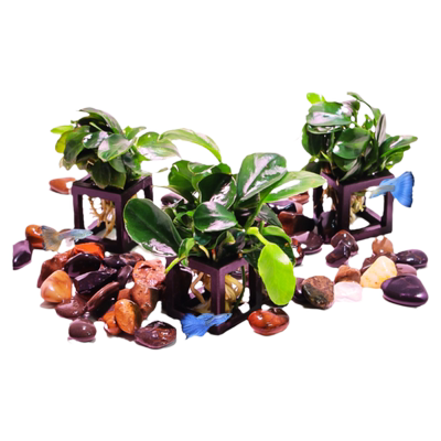 水宠世家虾屋窝莫斯水榕懒人造景