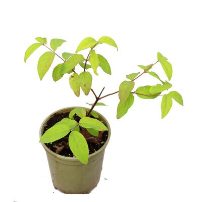 嘉瑞粉花溲疏草莓盆栽