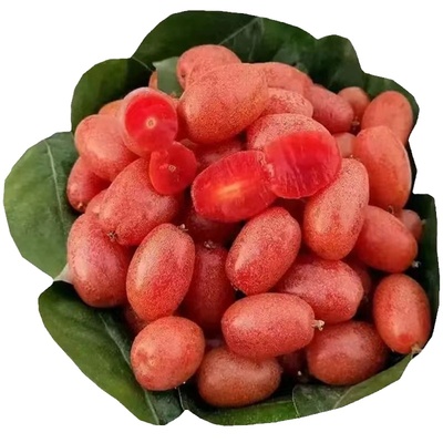 德甜二号羊奶果当年结果树苗