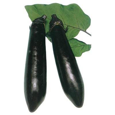 长茄紫萼产量高口感荣耀嫁接苗