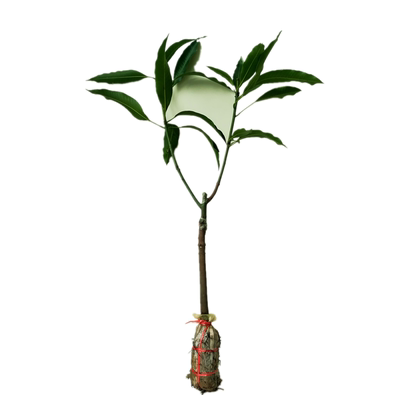纯甜少纤维大果金煌芒桂七芒树苗