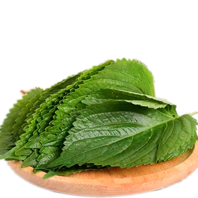 东北苏子叶当季现摘新鲜嫩叶