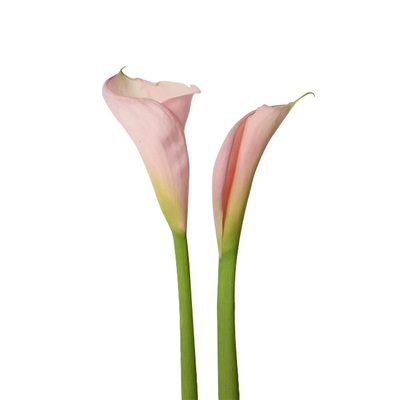 火烈鸟马蹄莲鲜花婚礼手捧花顺丰
