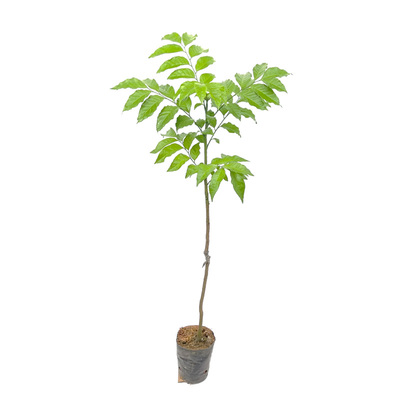 黑黄皮无核冰糖鸡心黄皮盆栽地栽