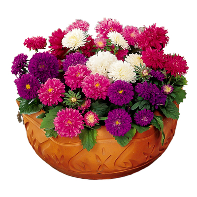 绿园花开盆栽阳台种植春播翠菊