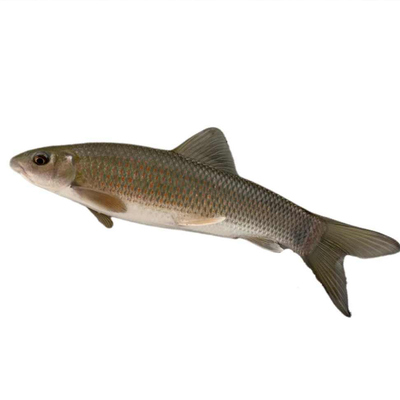 青龙棒鱼苗吃青苔川华鲮油棒子鱼