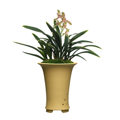 绿植建兰矮种桌面盆栽好养花卉