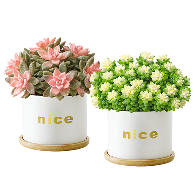 云南进货超精品多肉新鲜饱满