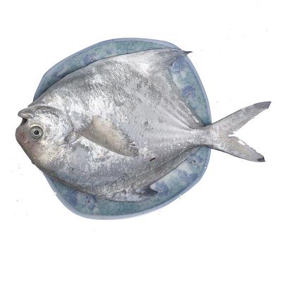 舟山海鲜大白鲳好多海码头直发