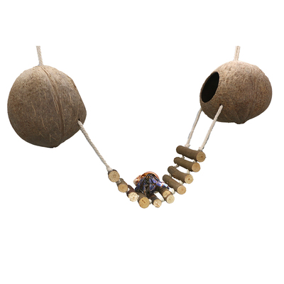 寄居蟹天然椰壳窝合集