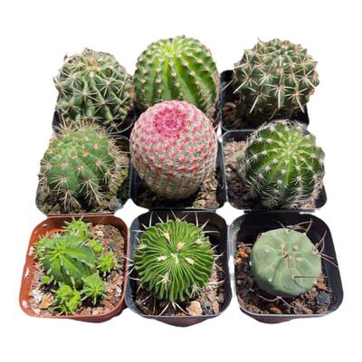 奇仙玉仙人球实生开花多肉植物盆栽阳台夏季好养绿植四季花卉球球