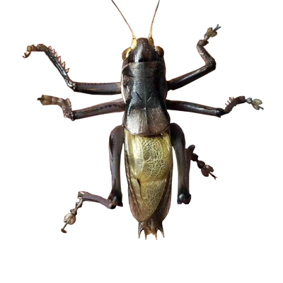 精品高端大翅炮筒好蝈蝈