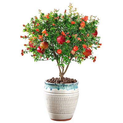 石榴花盆栽室外阳台观果植物