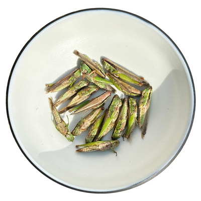 稻田速冻绿色蚱蜢稻蝗绿色小蝗虫