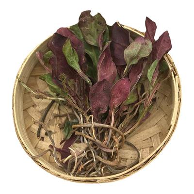 全草园云南散装野生鹿衔草